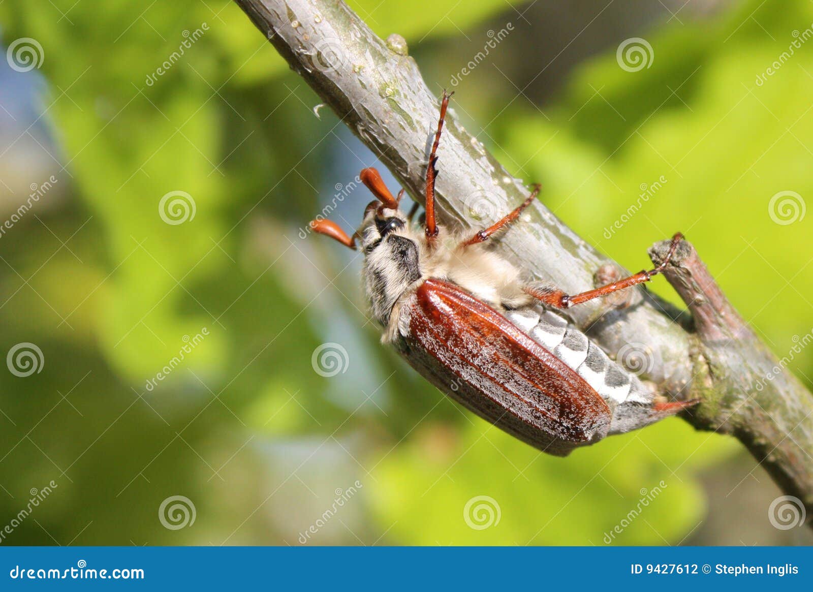 May bug (Scarabaeidae) stock photo. Image of lamellicorn - 9427612