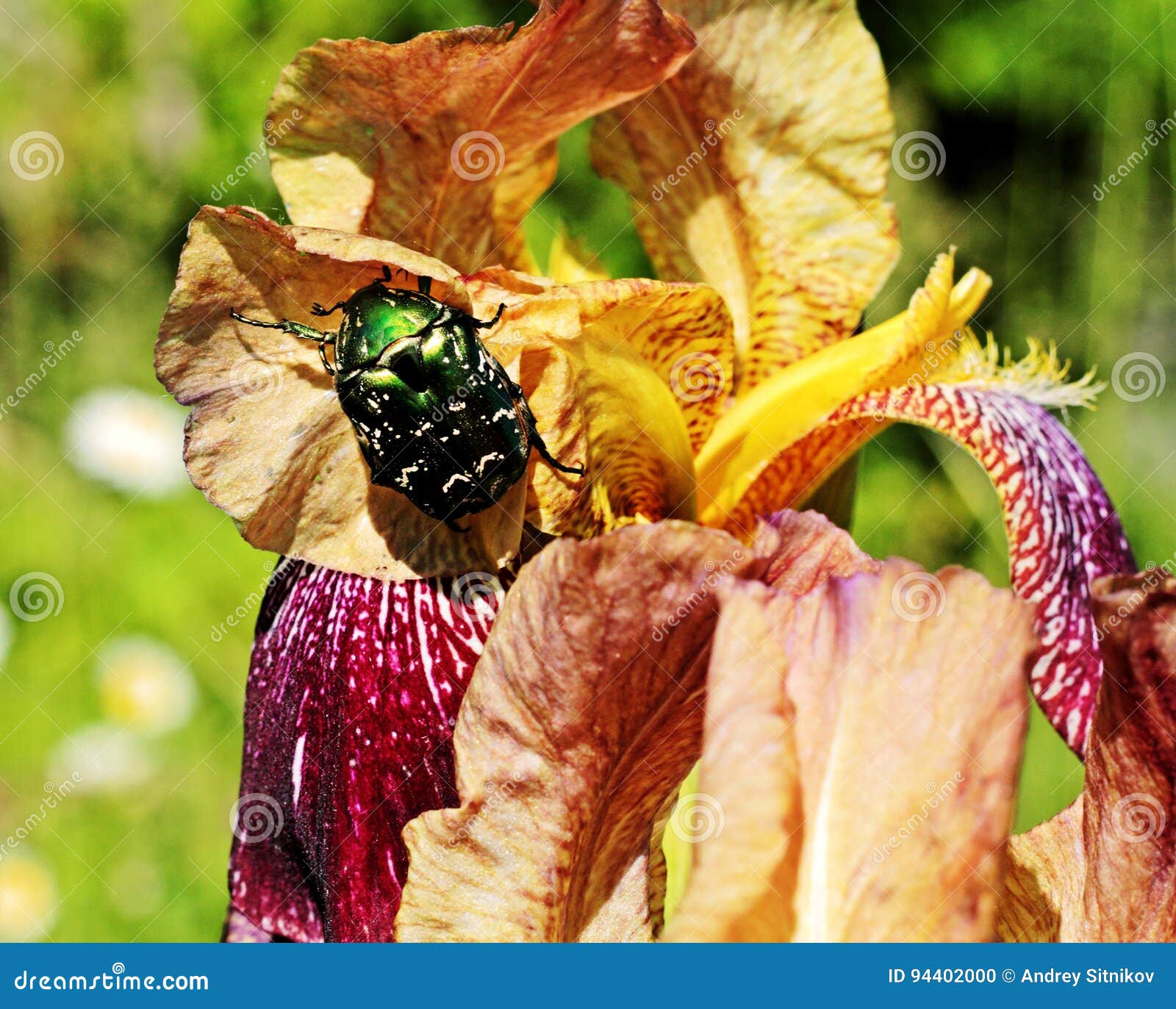 The May Bug Sits on a Flower. Stock Photo - Image of insect, shiny ...