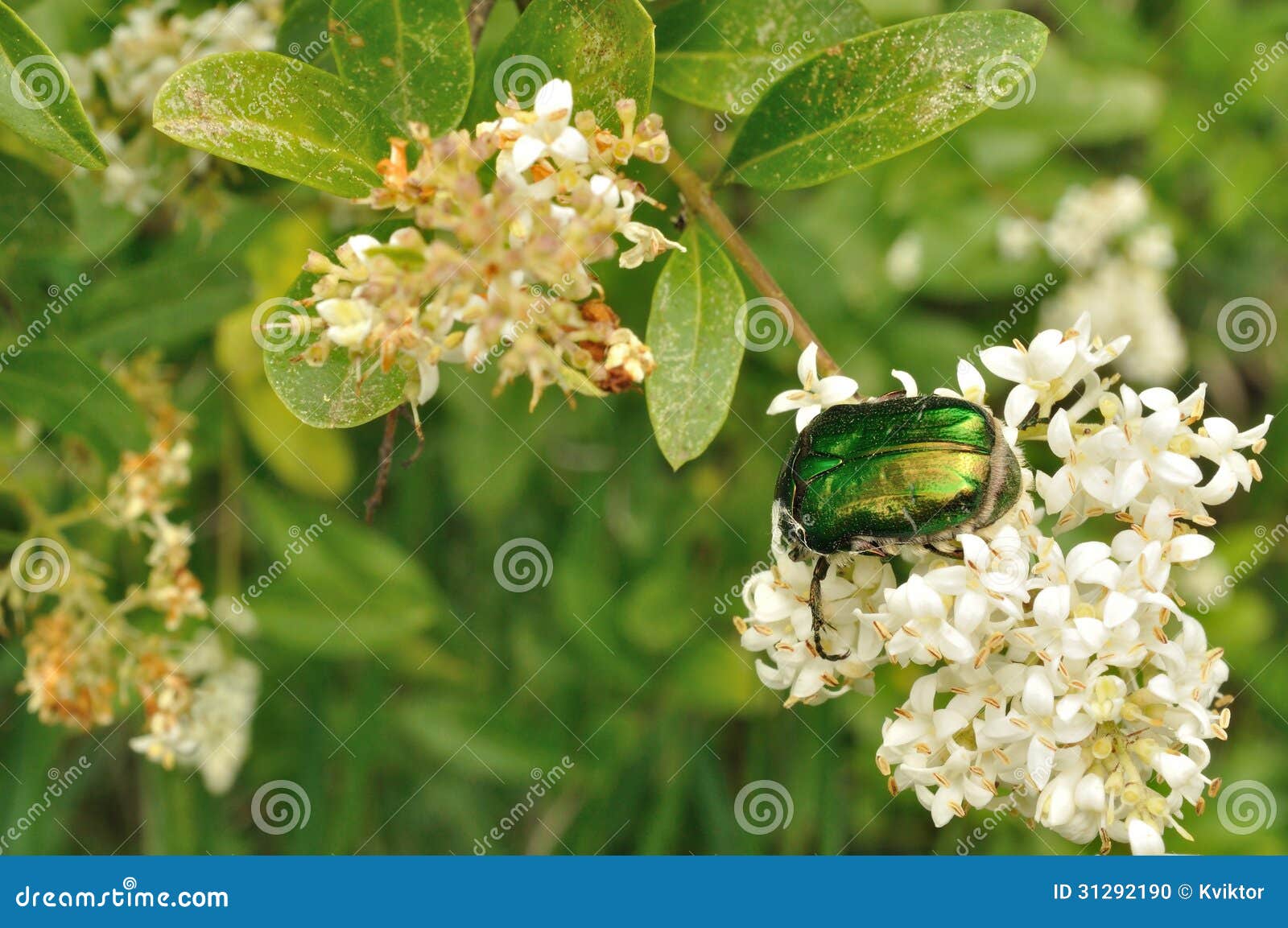 May-bug on a white flowers stock photo. Image of pollen - 31292190