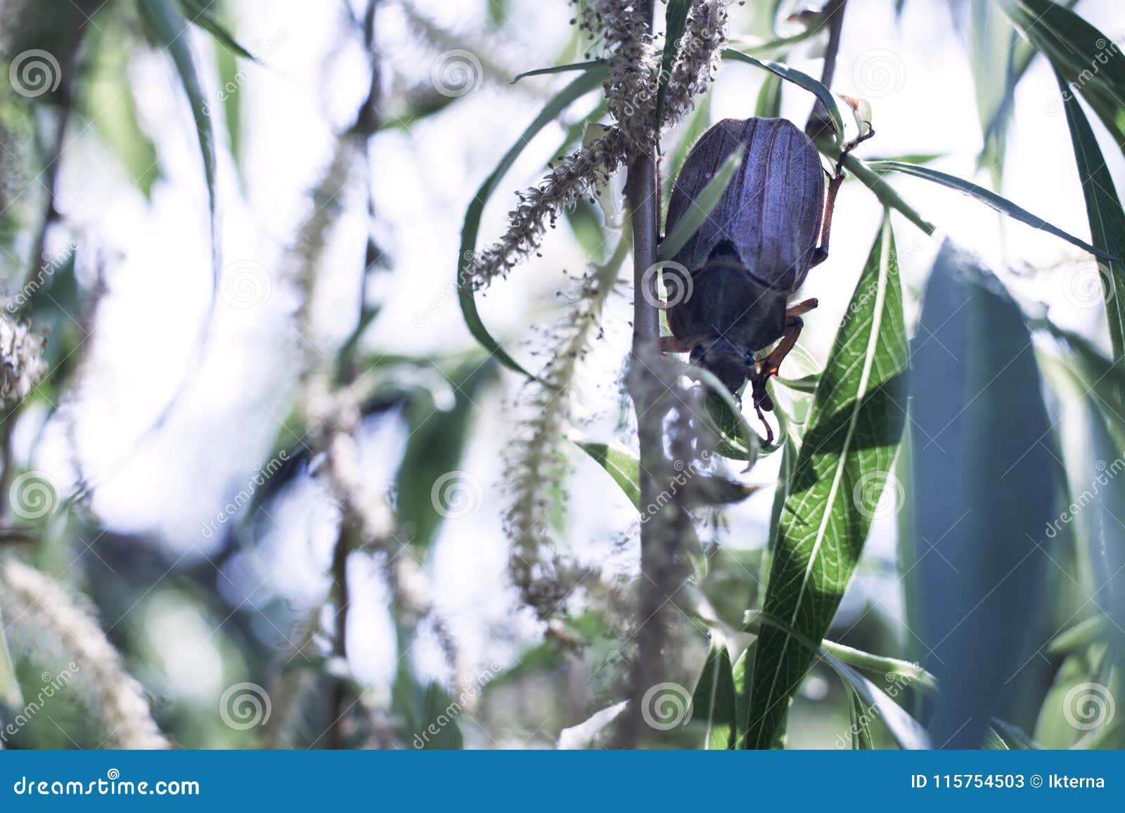May bug on a willow branch stock image. Image of beautiful - 115754503