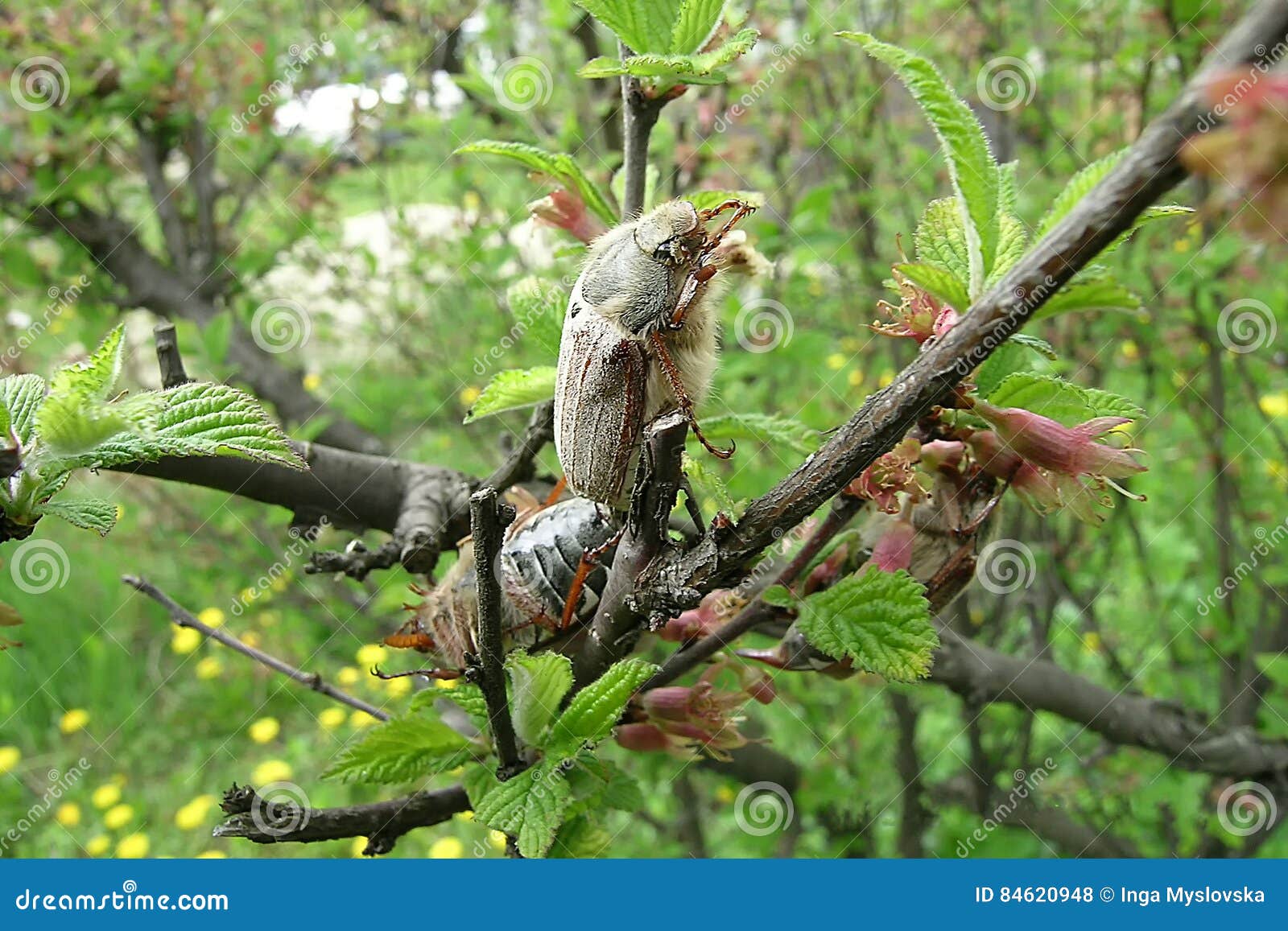 May bugs on a branches stock photo. Image of flight, damage - 84620948