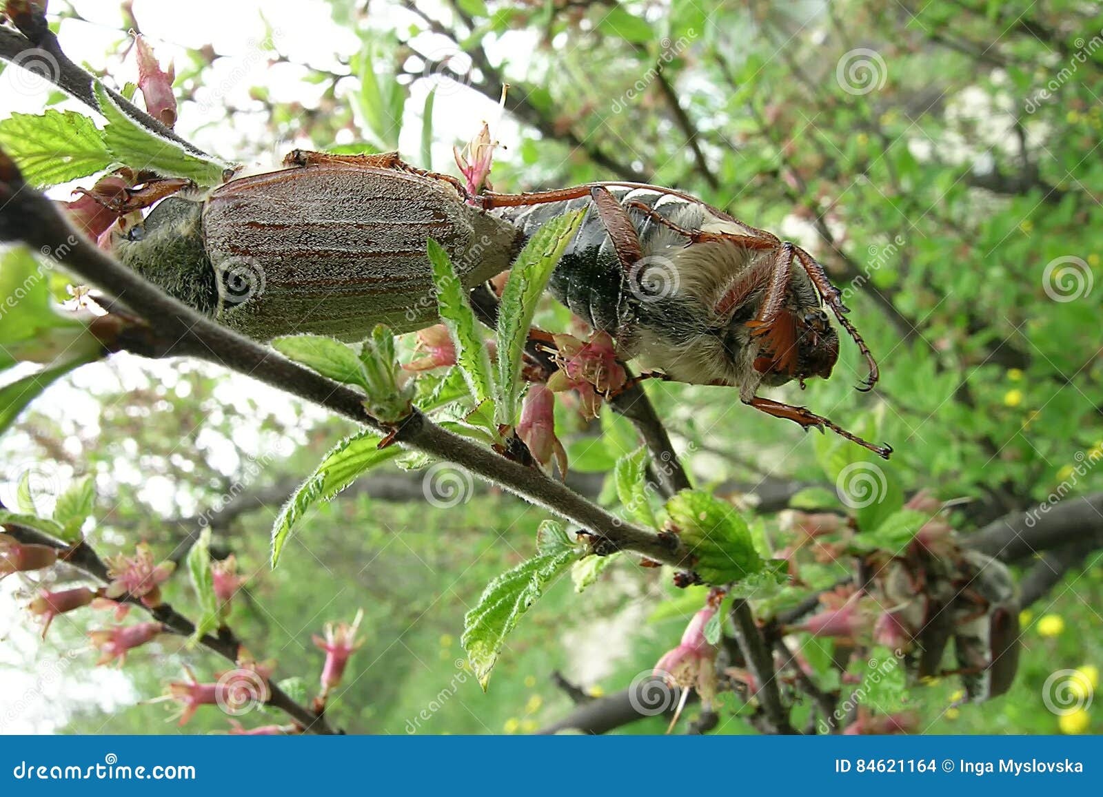 May bugs on a branches stock photo. Image of life, june - 84621164