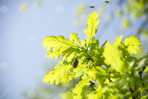 May bugs on a branches stock image. Image of beetle, endangered - 92076337