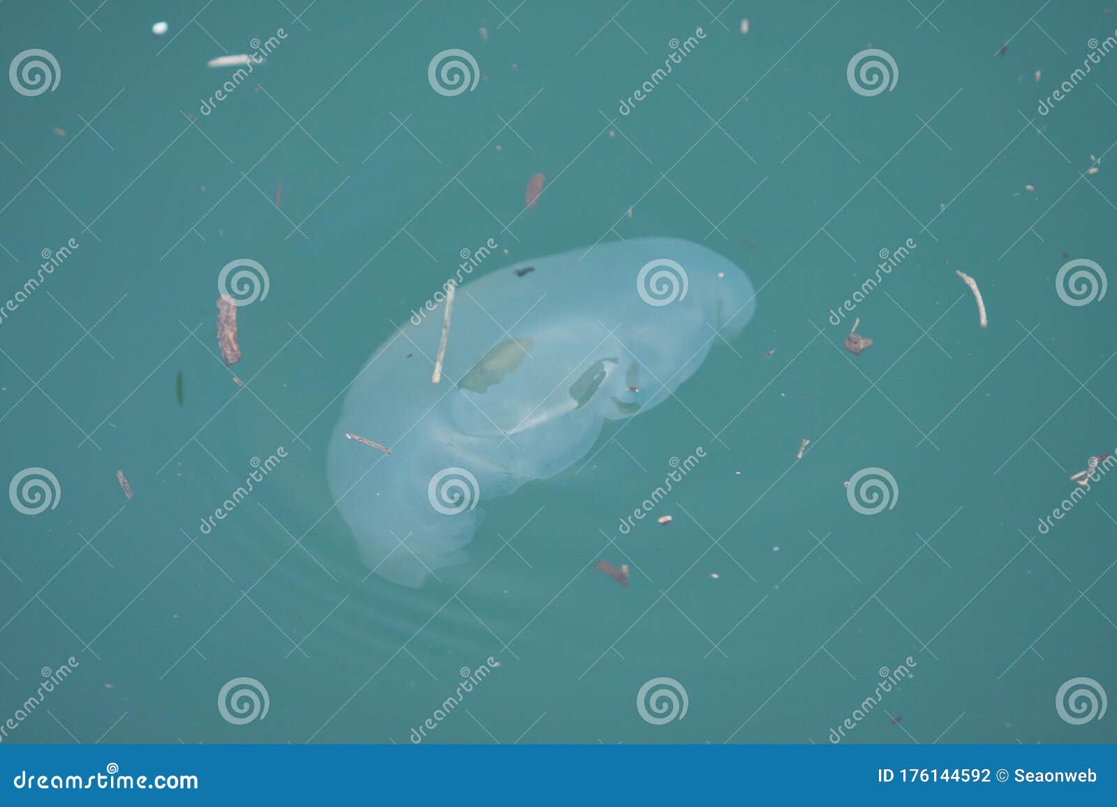 12 May 2008 Clear Jelly Fish. in the Sea at Hk Stock Photo - Image of ...