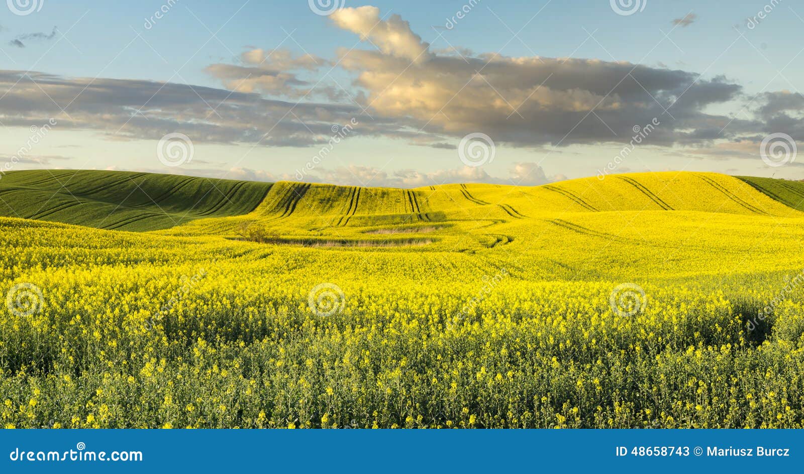 The May field in the sun stock image. Image of fairytale - 48658743
