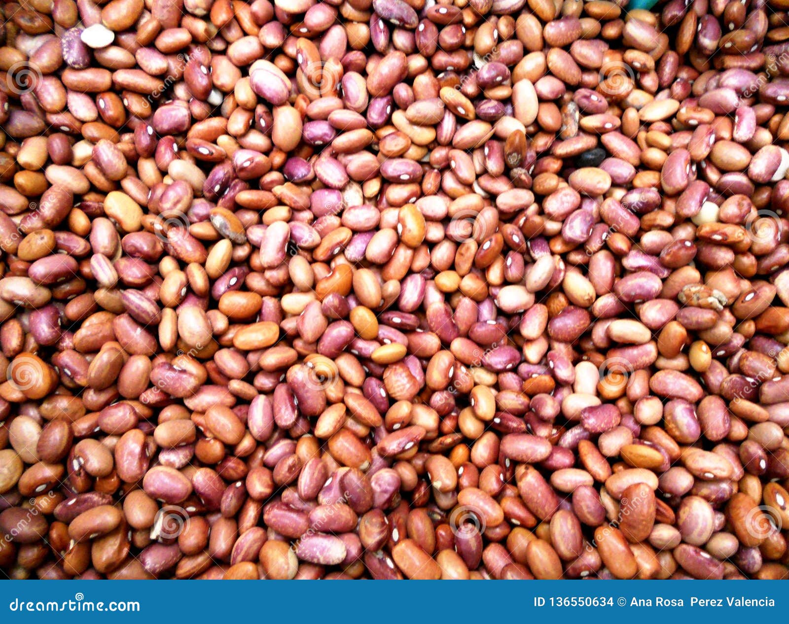 May flower bean stock photo. Image of brown, pink, beans - 136550634