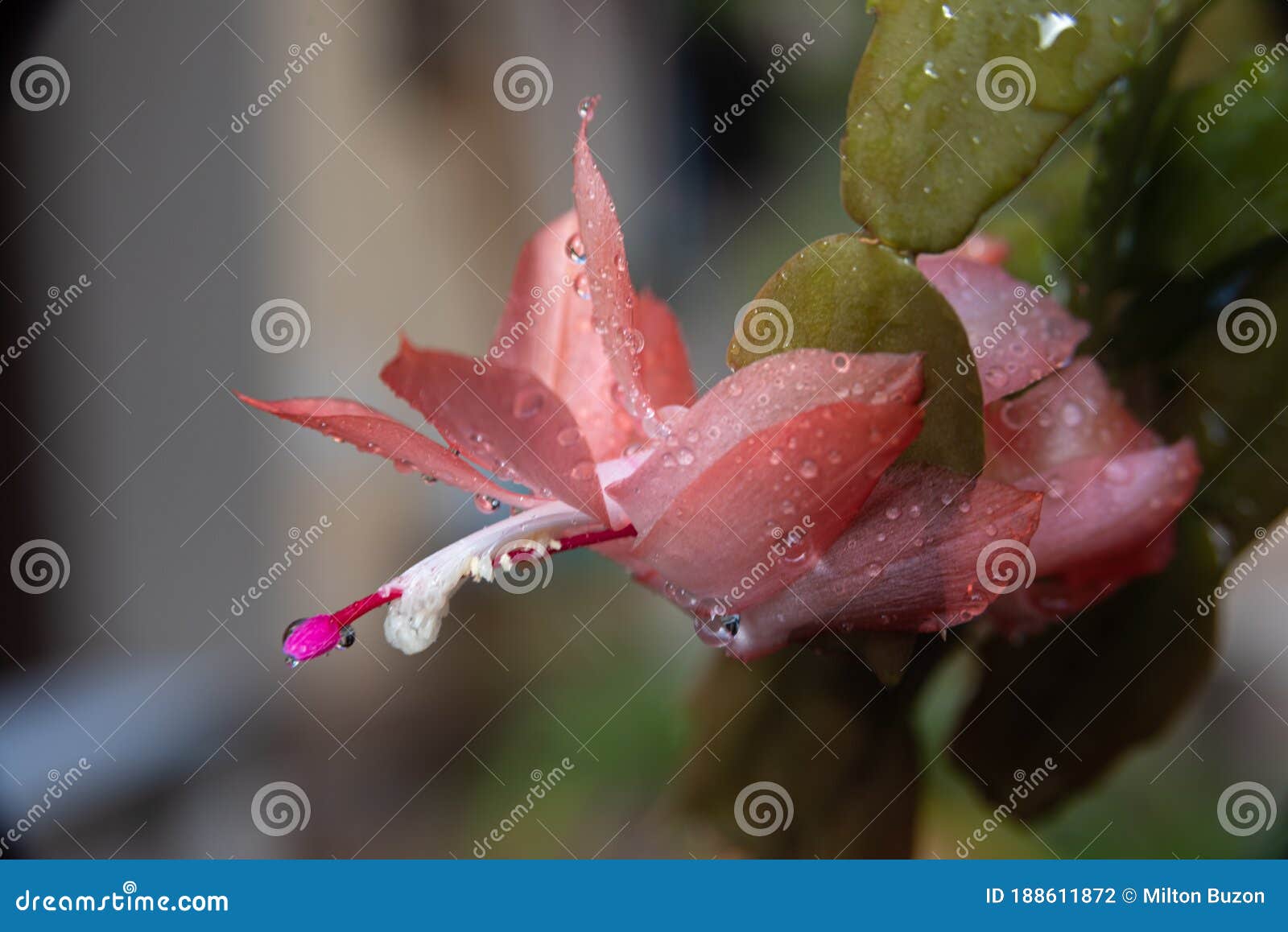 May Flower with Dew in a Garden Stock Photo - Image of drops, flora ...