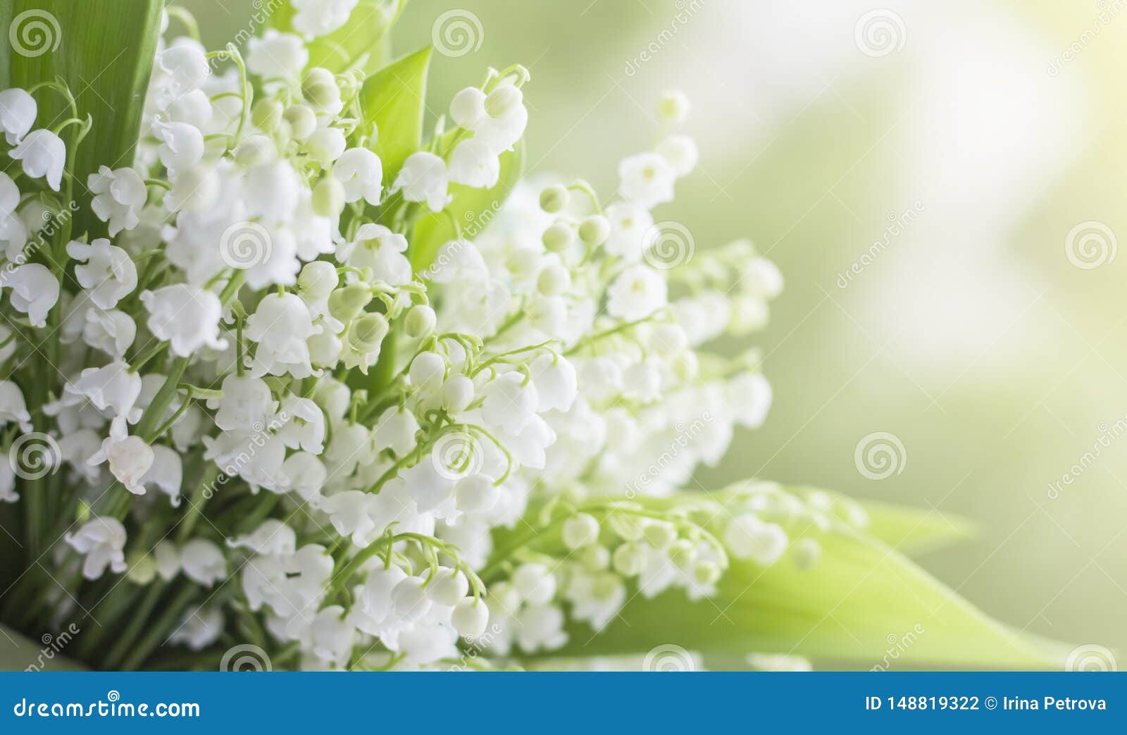 May Flowers Lilies of the Valley on a Blurred Background in the Sun ...