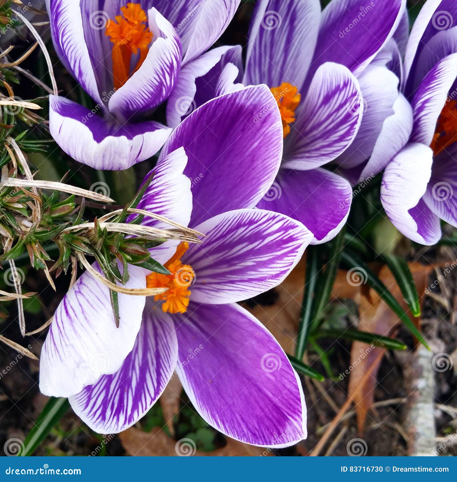 May flowers stock photo. Image of spring, life, flowers - 83716730