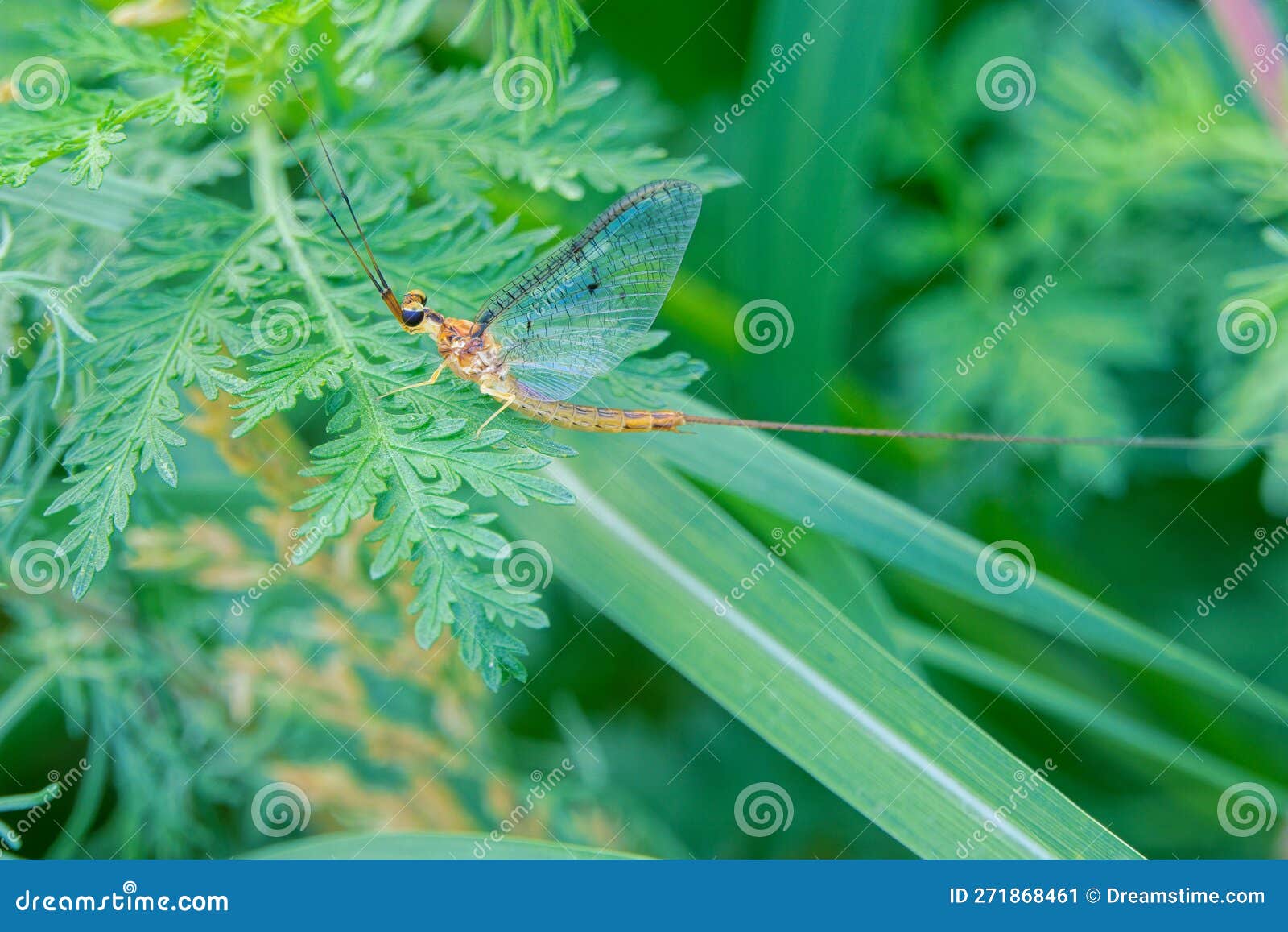 May fly stock image. Image of nature, wildlife, animals - 271868461