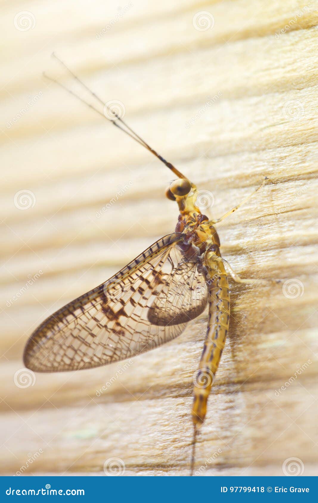 May fly stock photo. Image of close, forest, dragonfly - 97799418