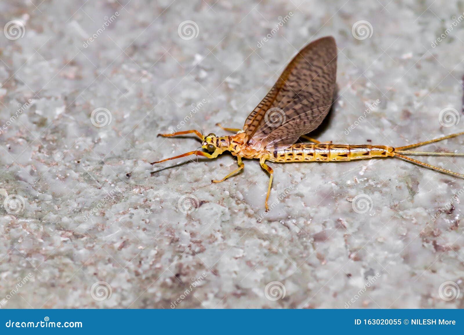 May fly in macro stock image. Image of colourful, close - 163020055