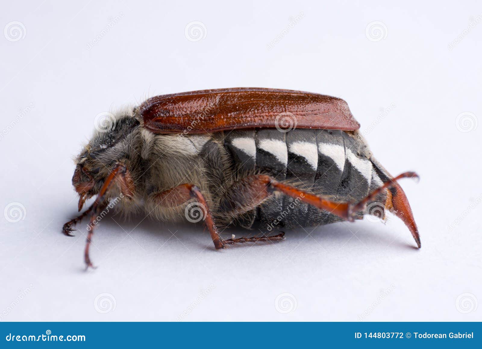 June Bug White Stock Images - Download 562 Royalty Free Photos
