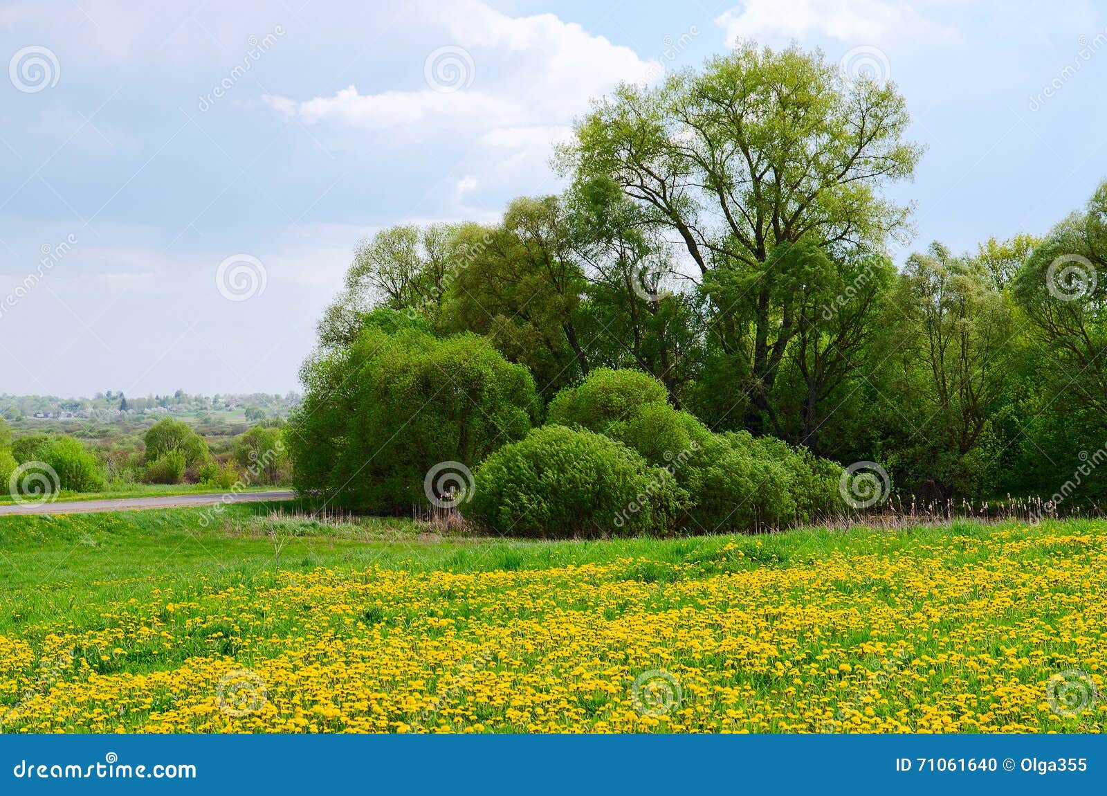 May Landscape with Blossoming Dandelions Stock Photo - Image of shrub ...