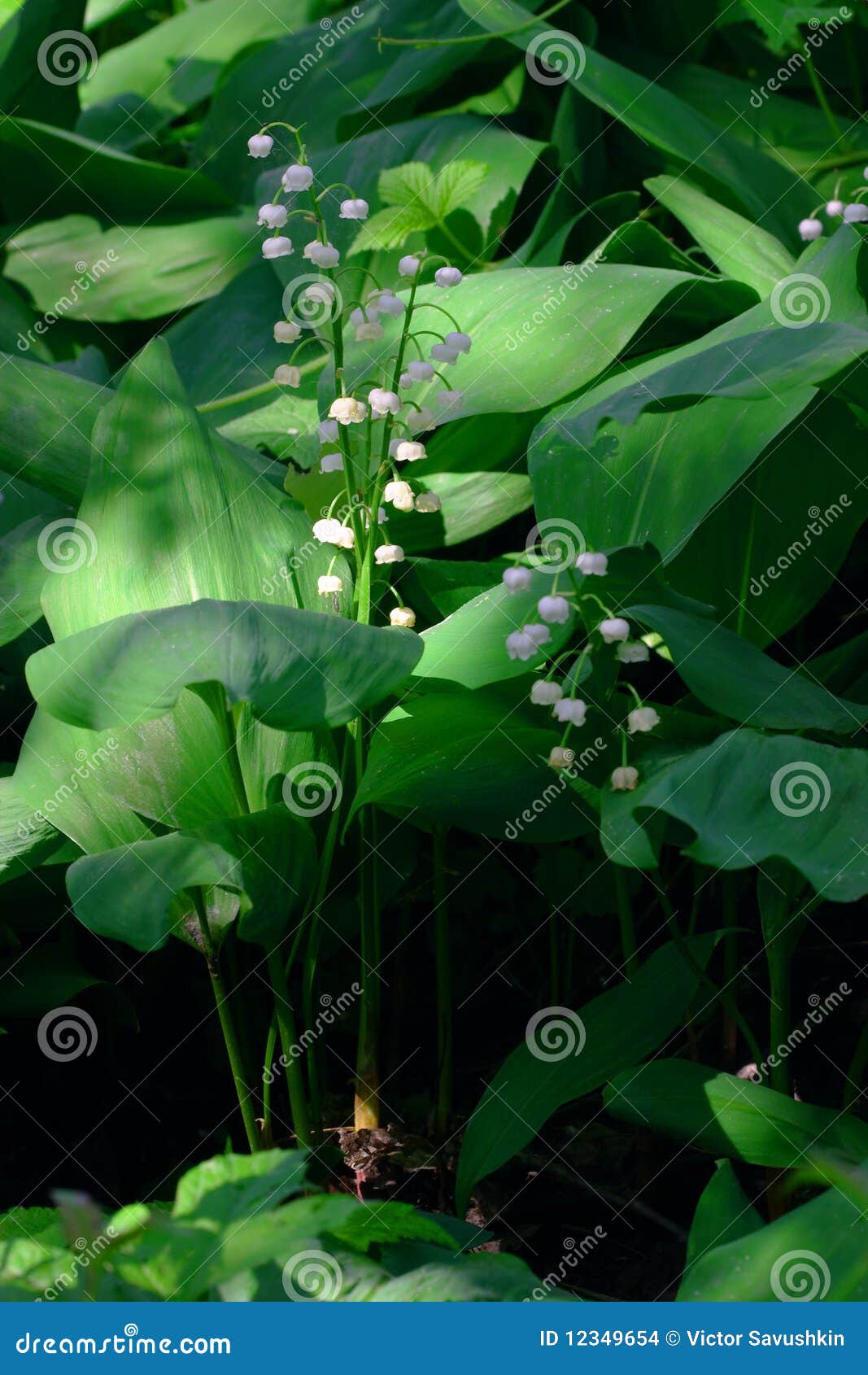 May lilies stock photo. Image of light, summer, outdoor - 12349654