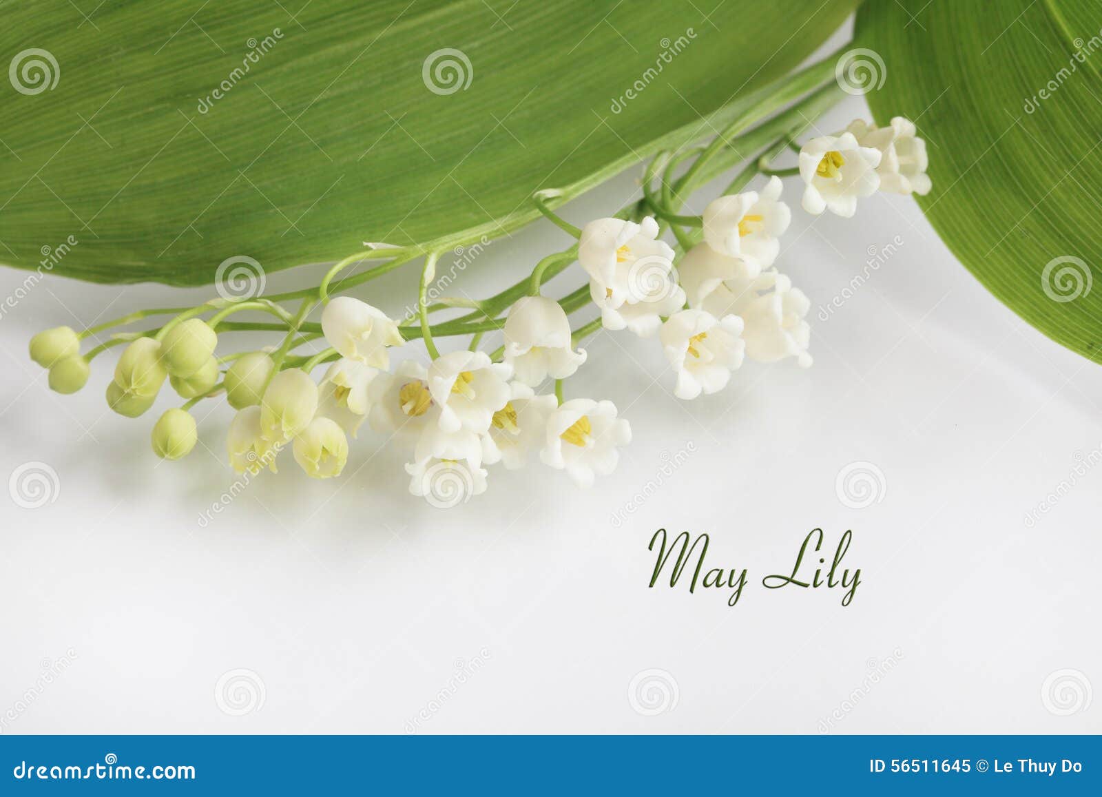 May Lilly stock image. Image of lady, mayflower, green - 56511645
