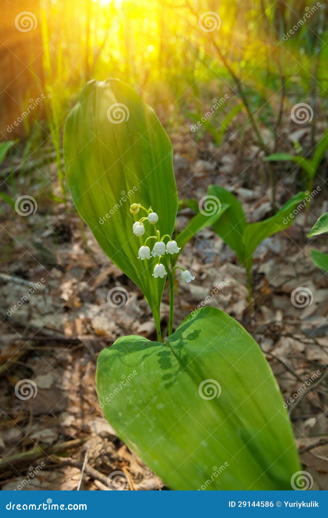 May-lily stock photo. Image of maylily, glow, botany - 29144586