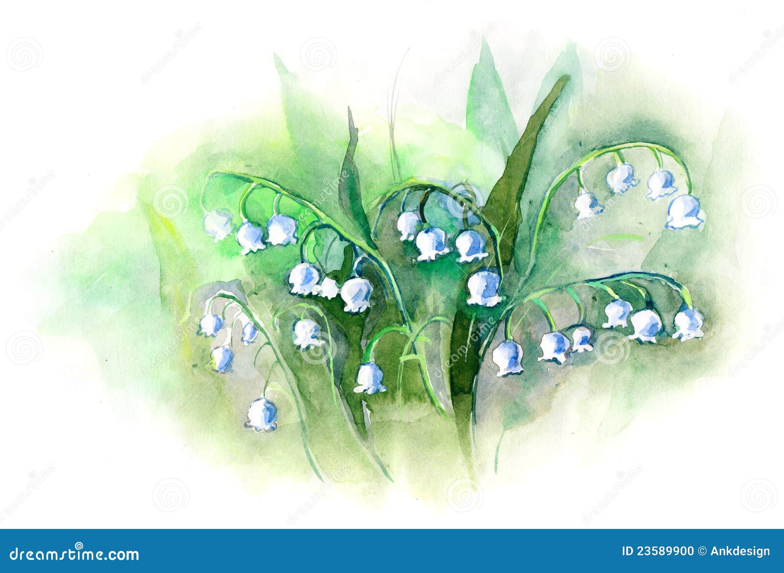 May lily flowers stock illustration. Illustration of growing - 23589900 May lily flowers stock illustration. Illustration of growing - 23589900