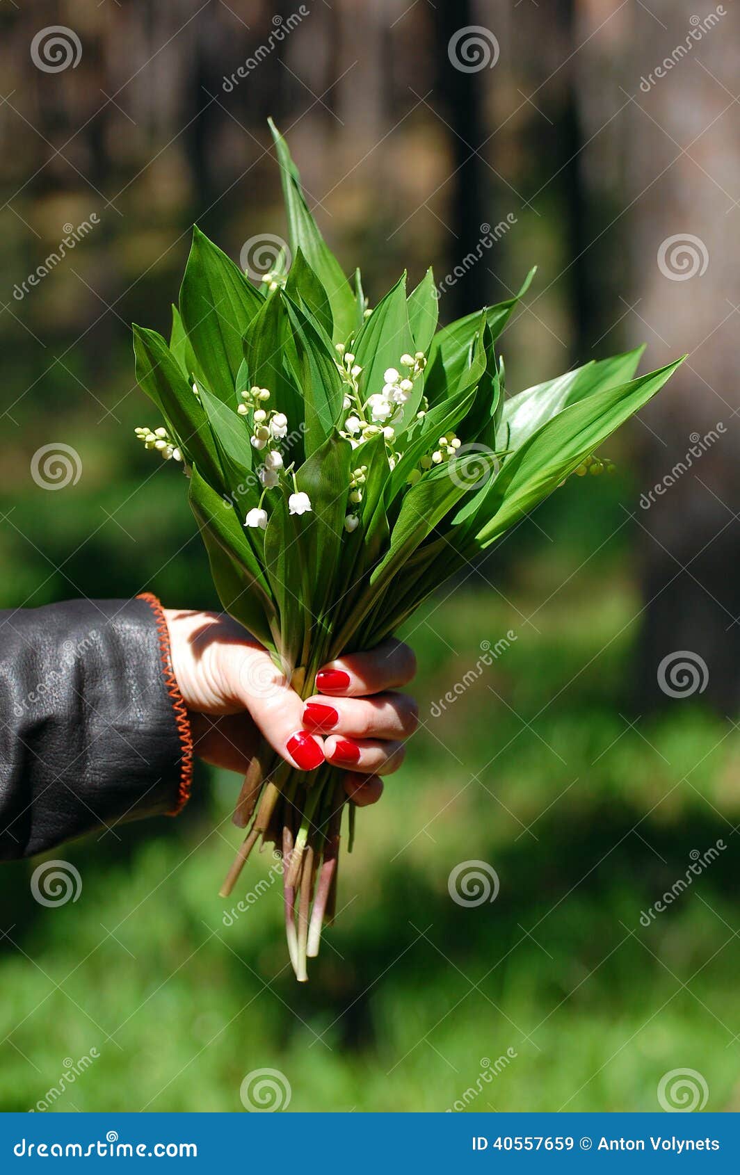 May lily stock image. Image of spring, valley, forest - 40557659