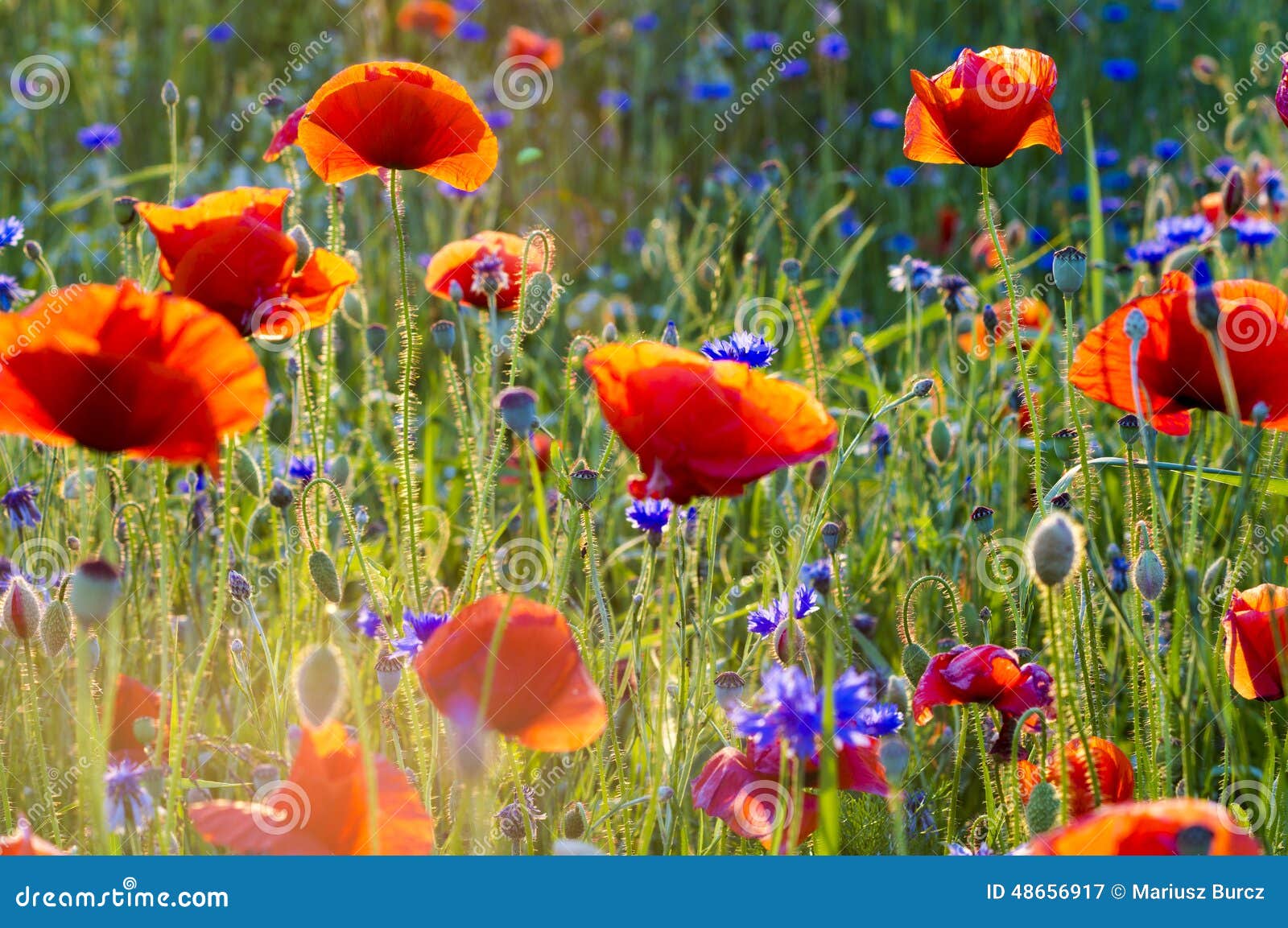 The May Meadow, Poppies and Cornflowers Stock Image - Image of nature ...