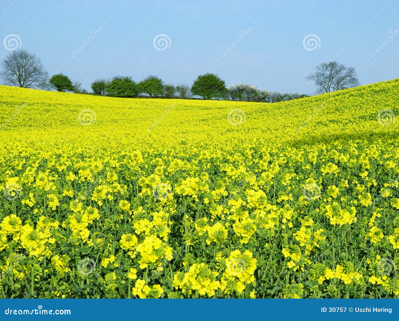 May scene stock image. Image of regeneration, schleswig - 30757