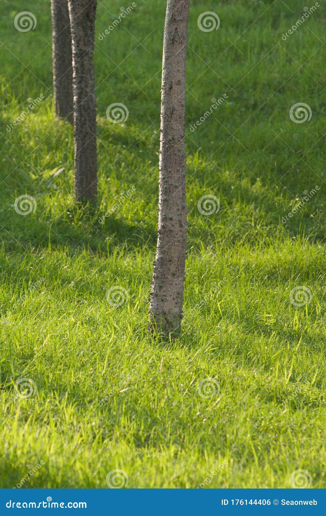 12 May 2008 Spring Nature. Beautiful Landscape. Green Grass and Trees ...