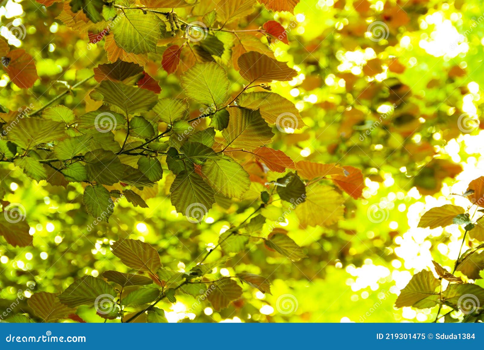 The May Sun Shining on the Colorful Leaves of the Trees. Stock Image ...
