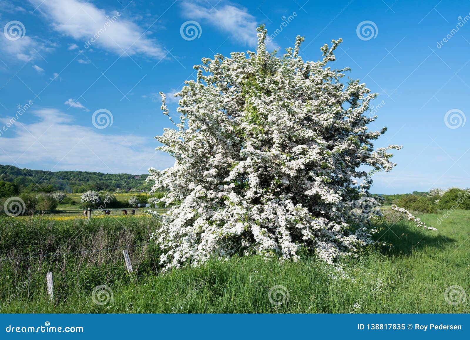May Tree in Bloom stock image. Image of bloom, green - 138817835