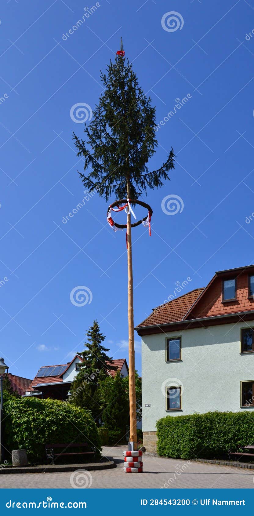 May Tree in the Village Grosskochberg, Thuringia Stock Photo - Image of ...
