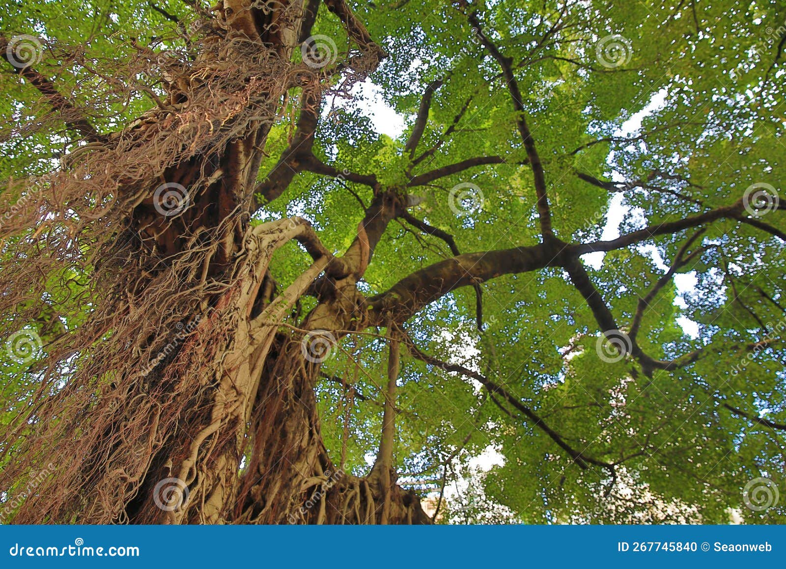 2013 May 17 a Very Old Tree in Hong Kong Central District Stock Photo ...