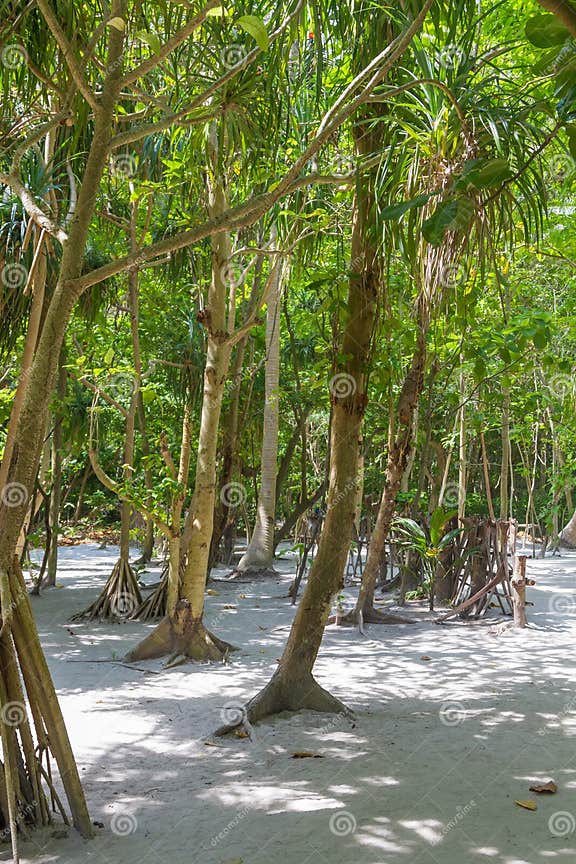 Maya Bay Phi Phi Leh Island, Thailand Stock Image - Image of resort ...