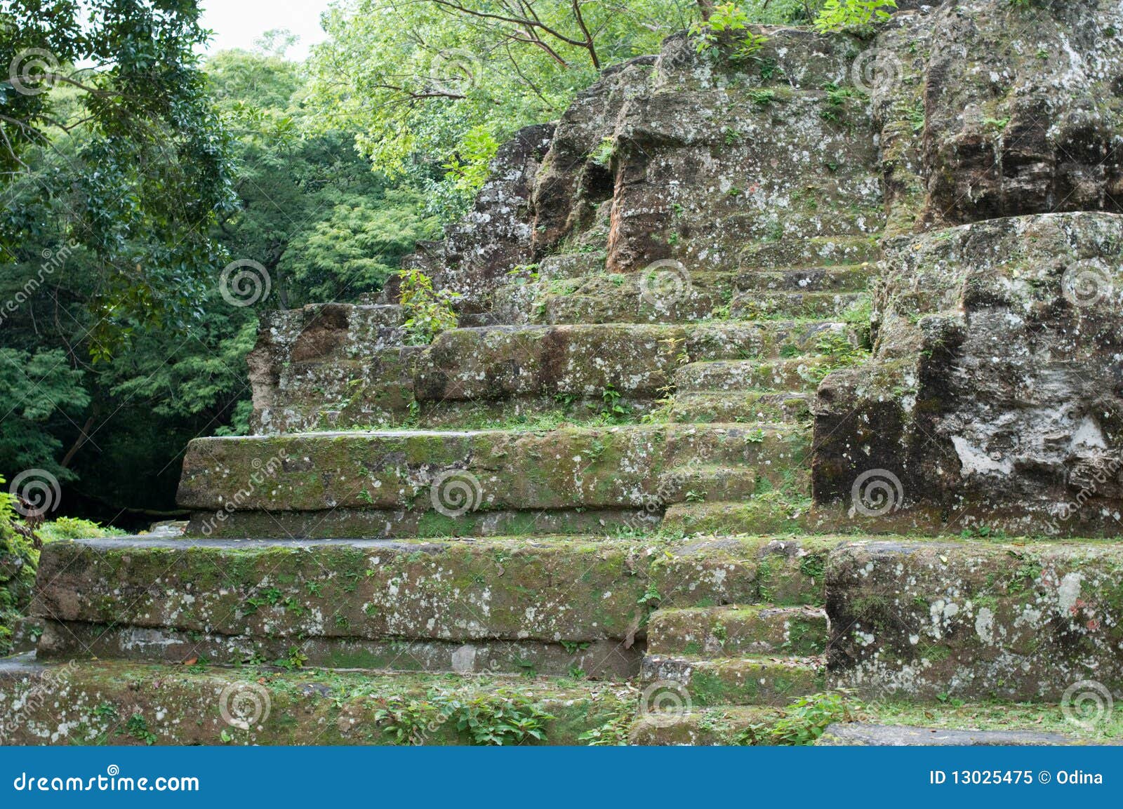 Maya Temple Ruins With Palace And Observation Tower Surrounded By Ivy ...