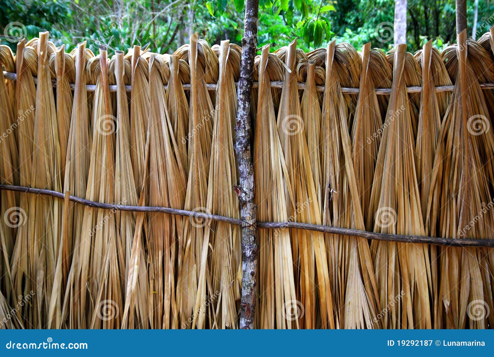 Mayan Palm Tree Leaves Wood Fence in Rainforest Stock Image - Image of ...