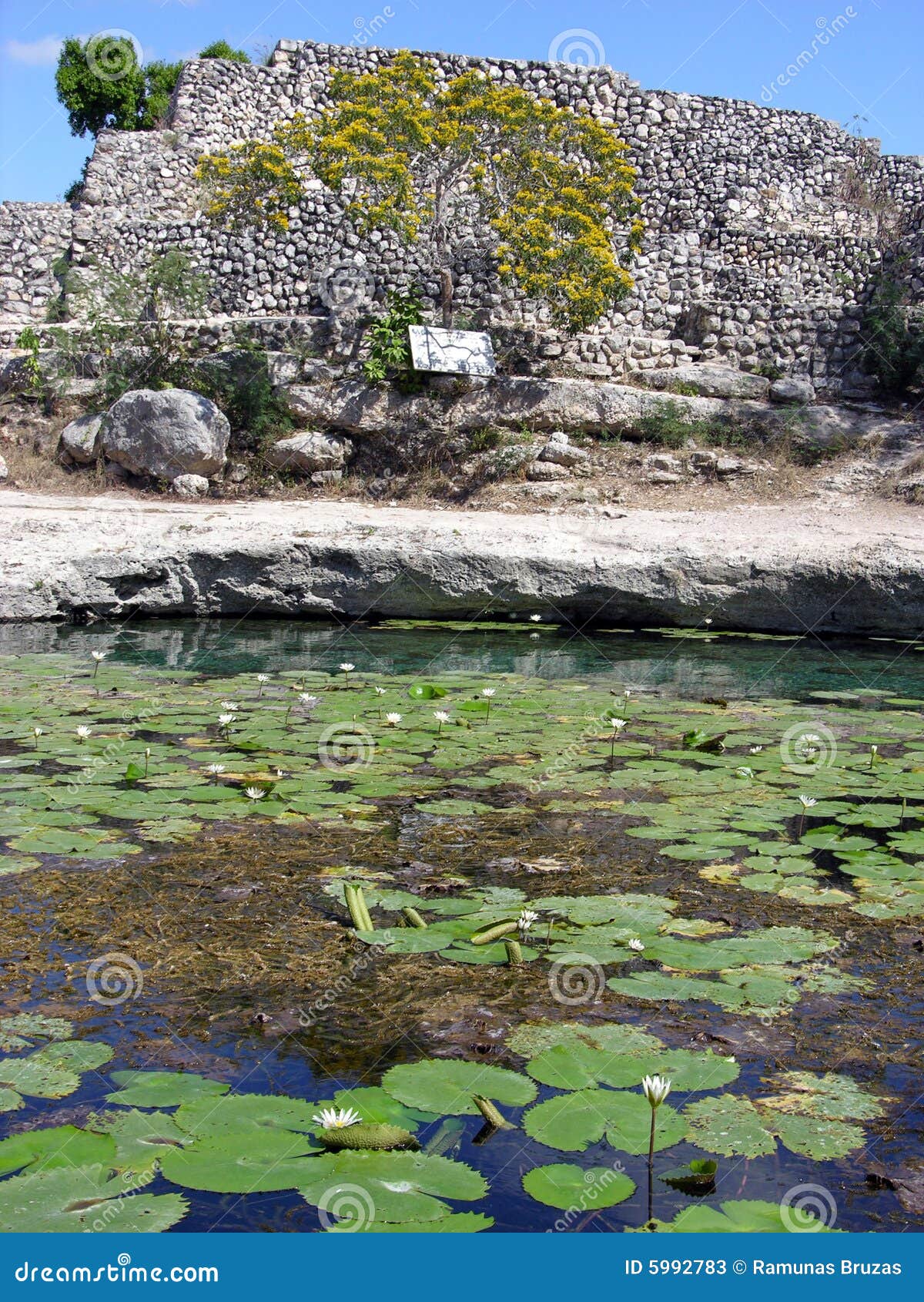 Mayan Sacred Water stock image. Image of destination, flowers - 5992783
