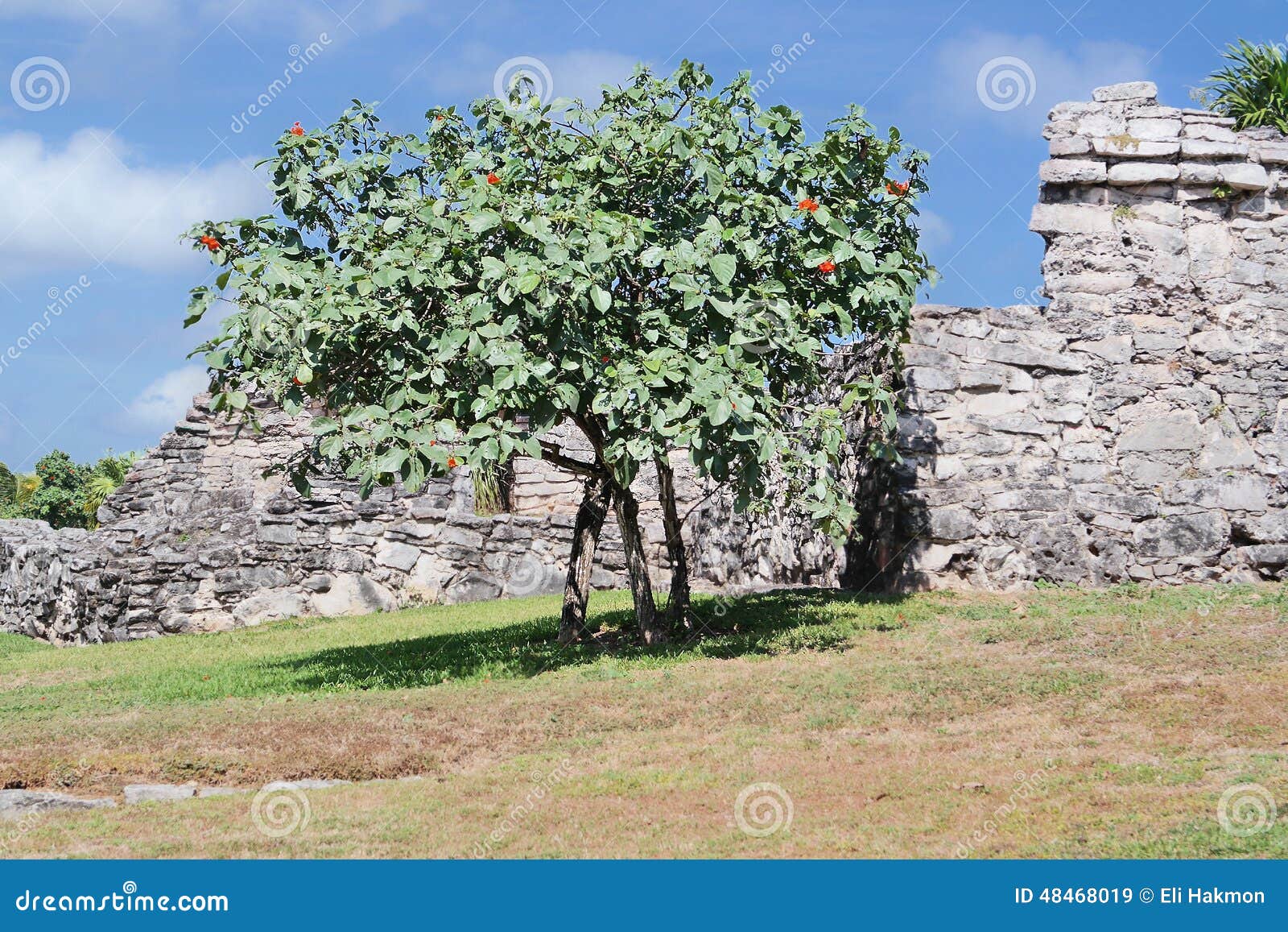Mayan Temple Tree State of Mexico Stock Image - Image of green, mexico ...