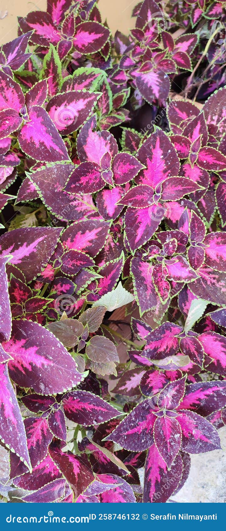 Mayana or Coleus Plant with Beautiful Colour Stock Photo - Image of ...