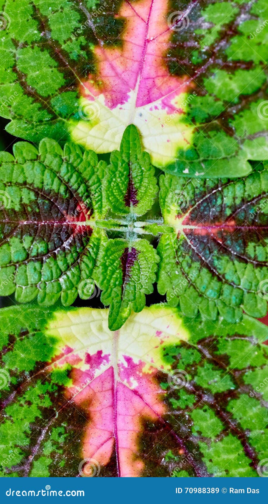 Mayana stock image. Image of horticulture, coleus, abstract - 70988389
