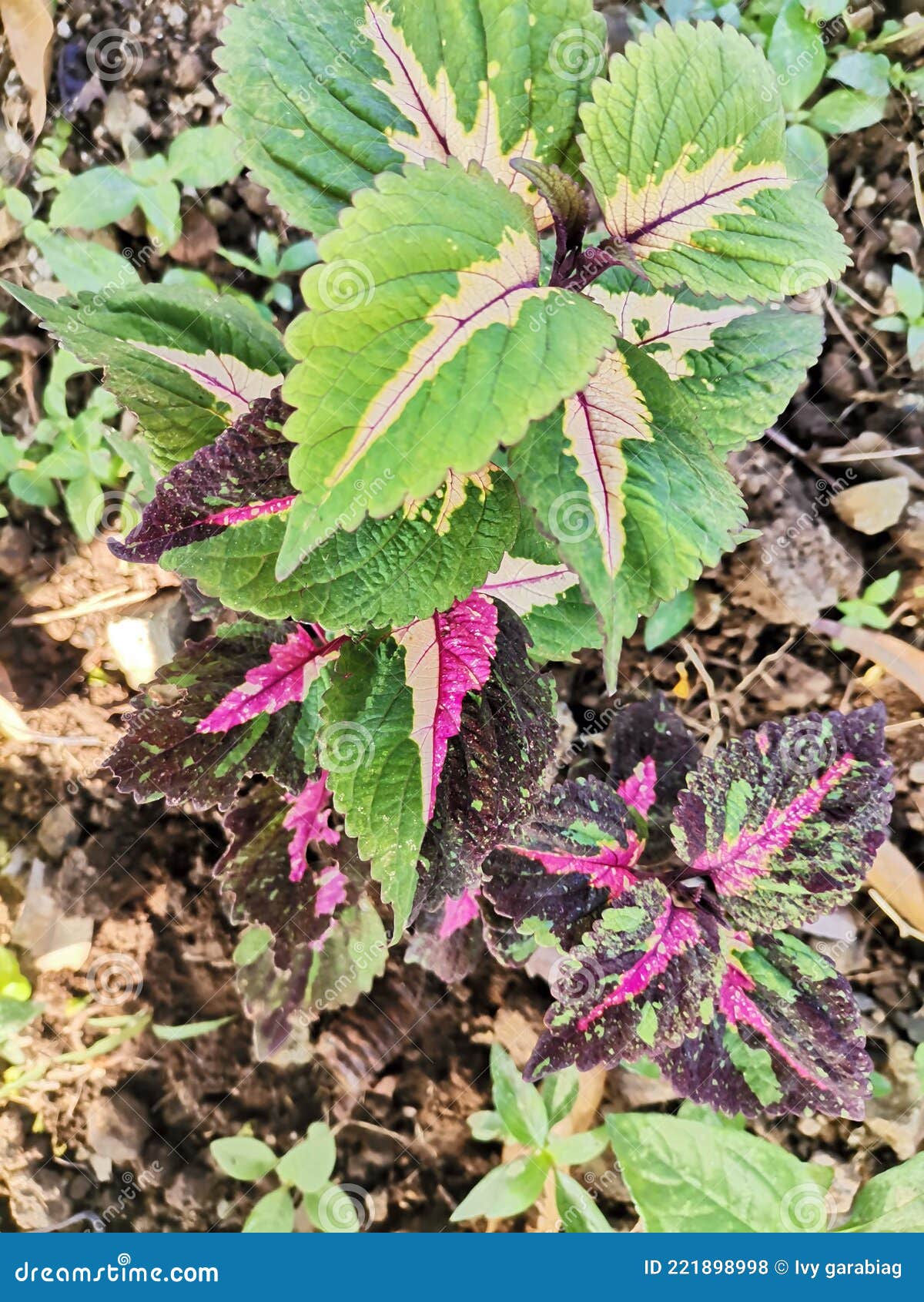 Mayana stock photo. Image of combination, mayana, violet - 221898998