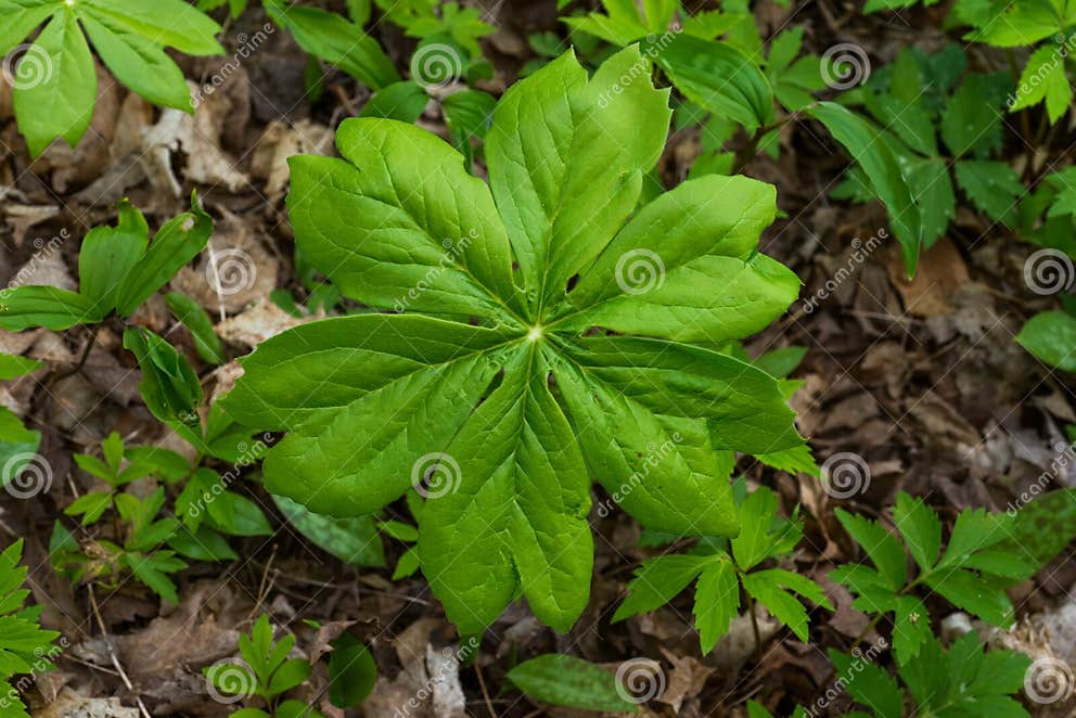 Mayapple leaf stock photo. Image of foliage, leaves, ontario - 92437270