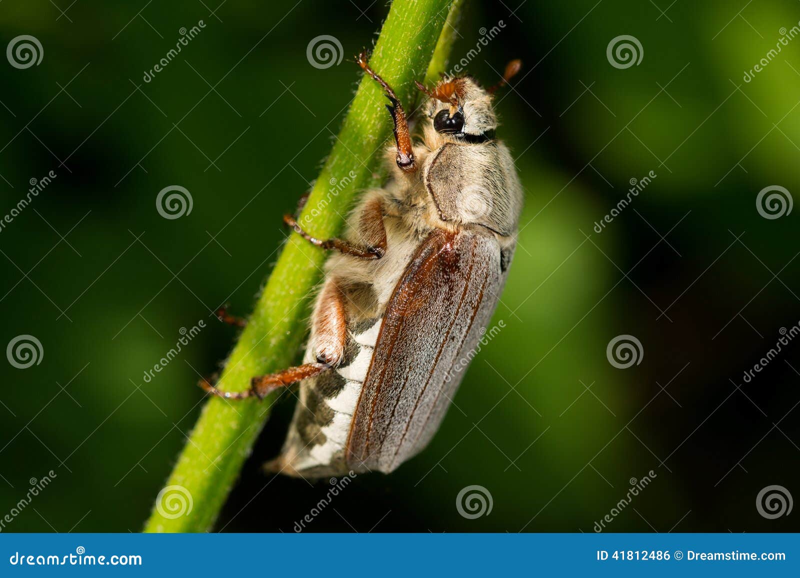 Maybeetle (melolontha Melolontha) Fotografia Stock - Immagine di gambo ...