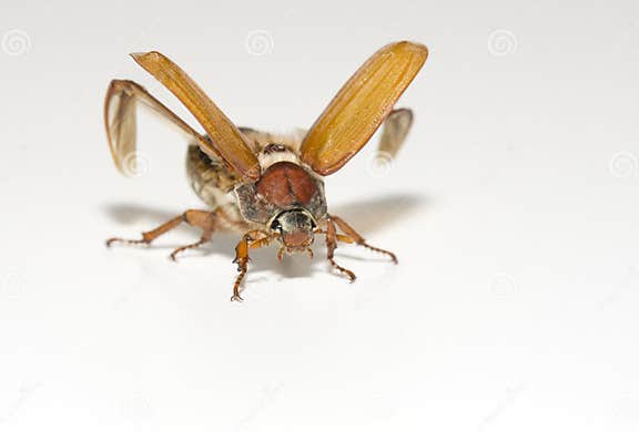 Maybug stock image. Image of maybeetle, isolated, animal - 14198701