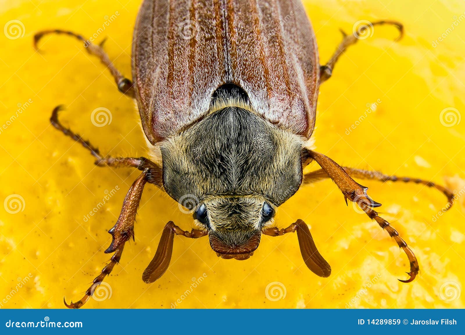 Maybug stock image. Image of bright, chitin, brown, hairy - 14289859