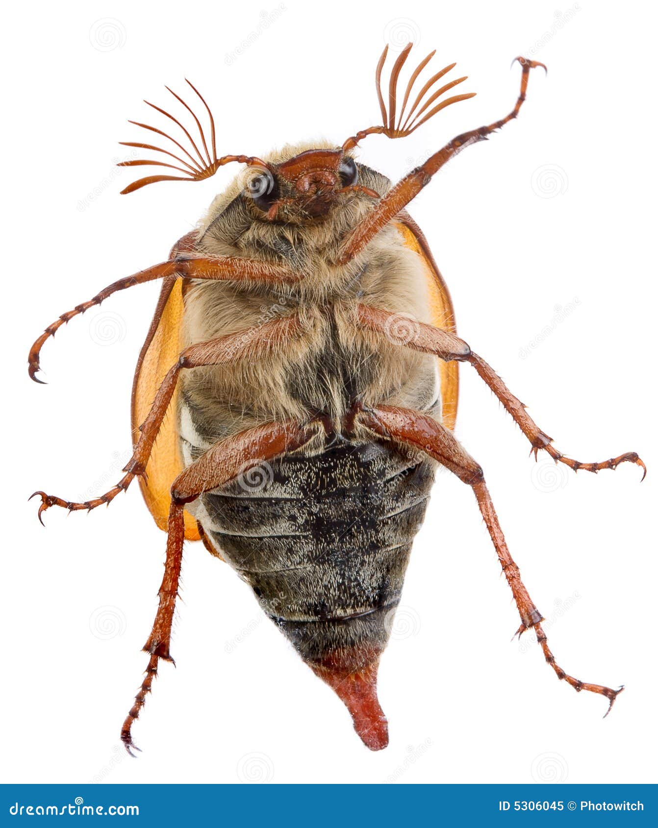 I found a cute bug at lunchtime yesterday!!! I usually eat lunch alone ...