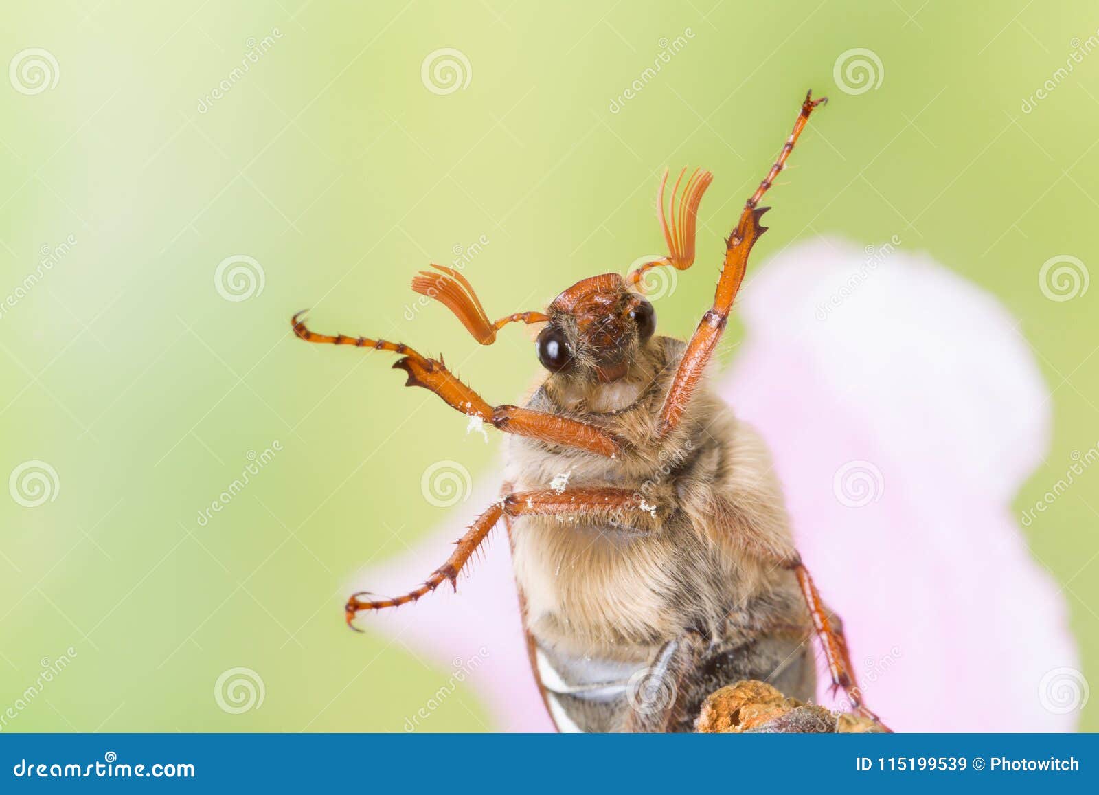 Maybug in closeup stock image. Image of maybeetle, antenna - 115199539