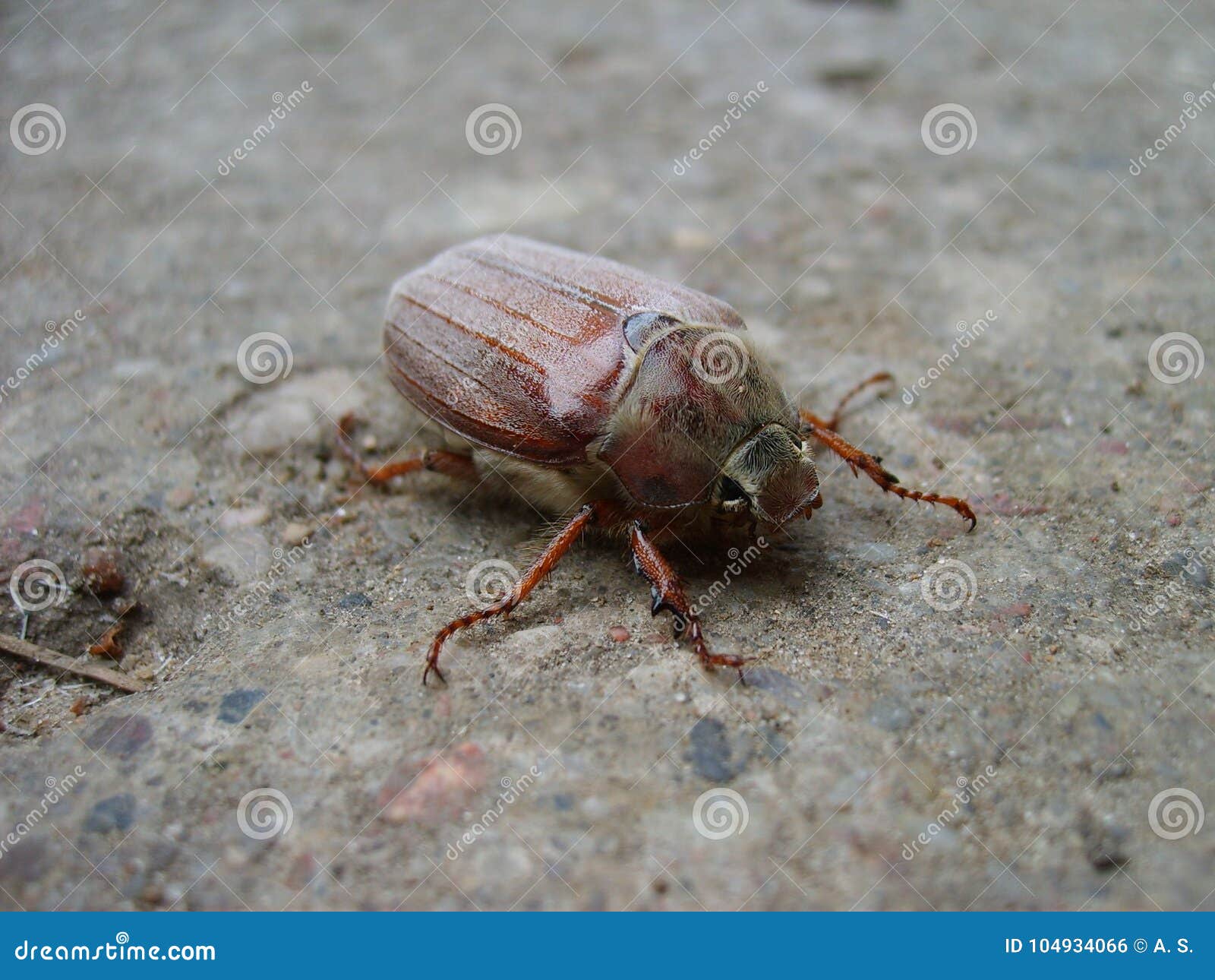Maybug or Cockchafer Sitting on a Ground Stock Photo - Image of ...