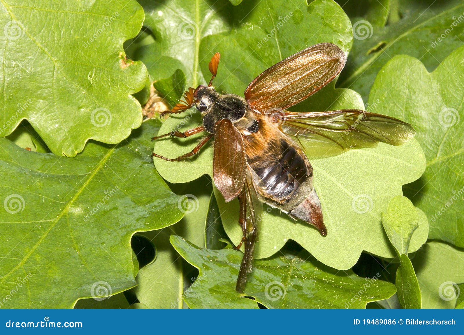 Maybug flying stock photo. Image of green, furry, bugs - 19489086