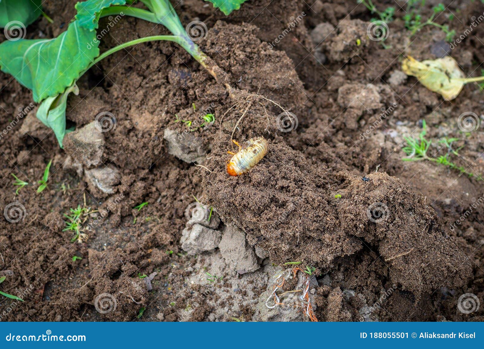 Maybug Larva Destroyed a Garden Cabbage Plant. Root Eaten by Parasites ...