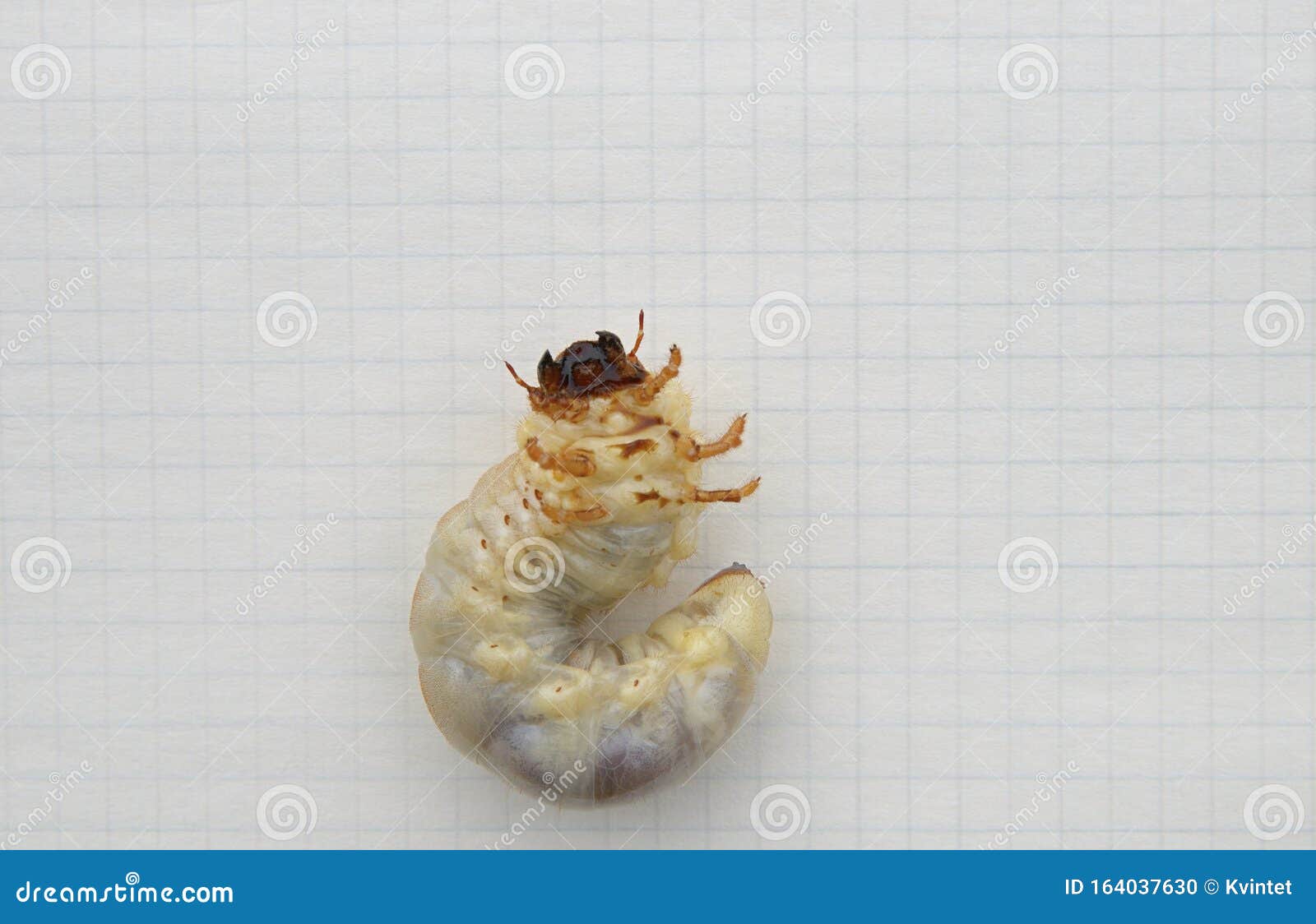 Maybug Larva on a Sheet of Paper. Stock Photo - Image of macro, garden ...