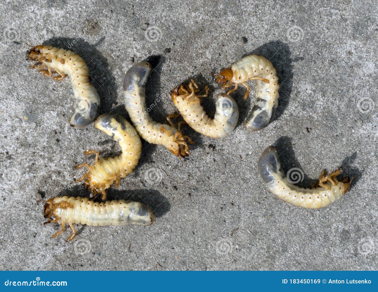 Maybug Larvae on a Concrete Surface, Closeup, Top View Stock Image ...
