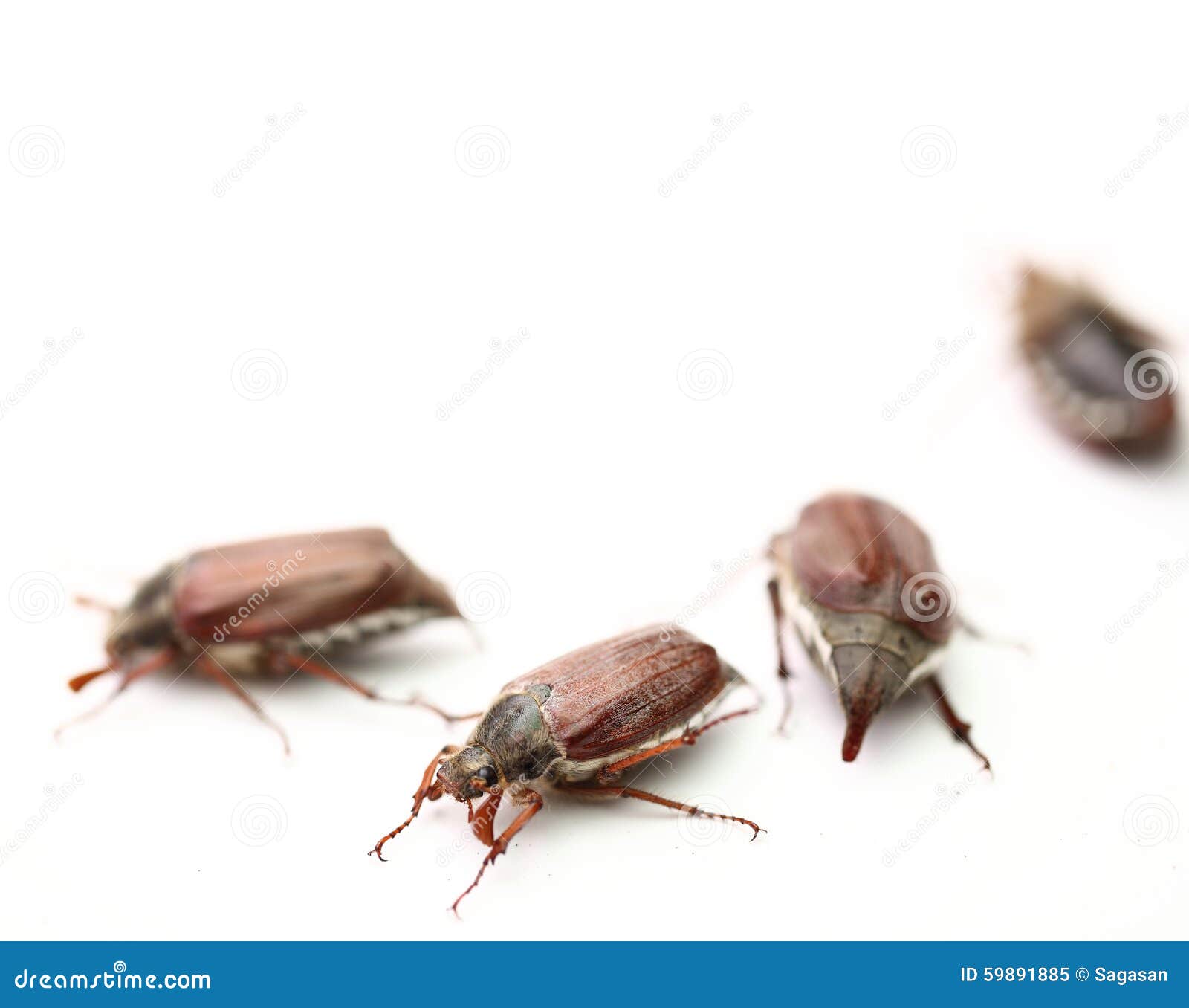 Maybug stock image. Image of nature, grass, head, green - 59891885